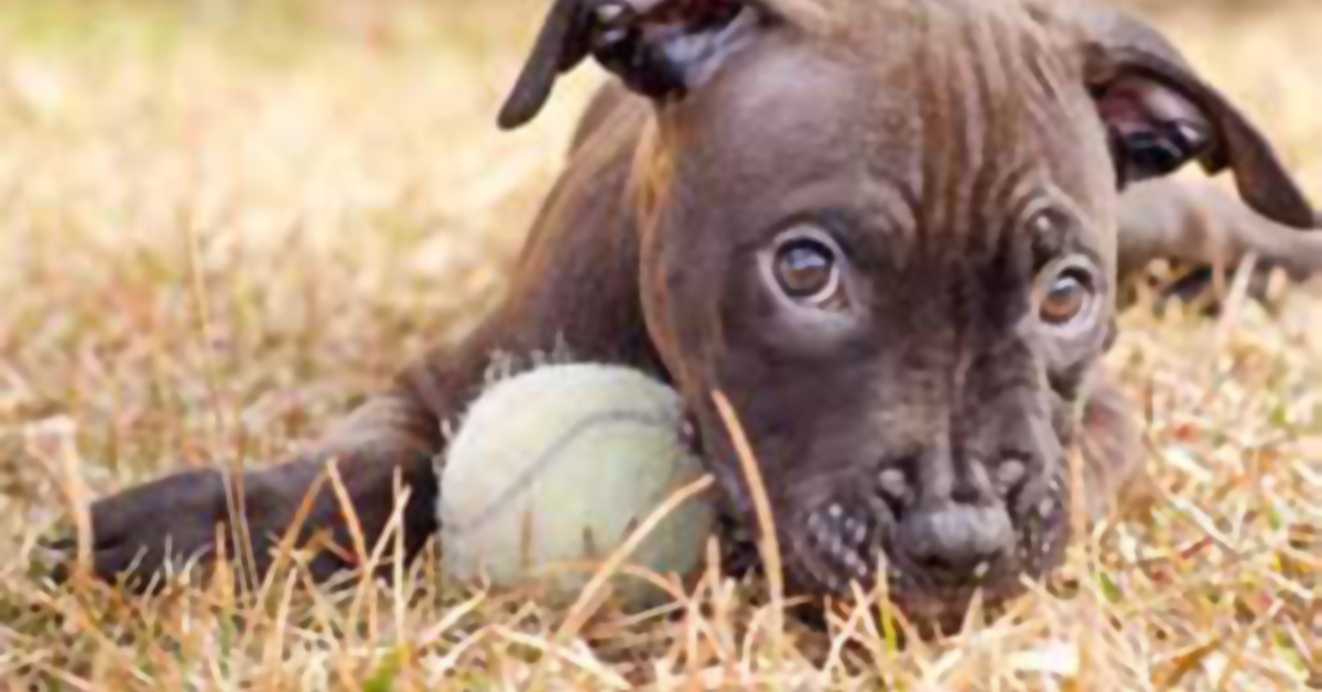 Capturing Life in Dog Years A Day in the Life of a Pet Photographer ...